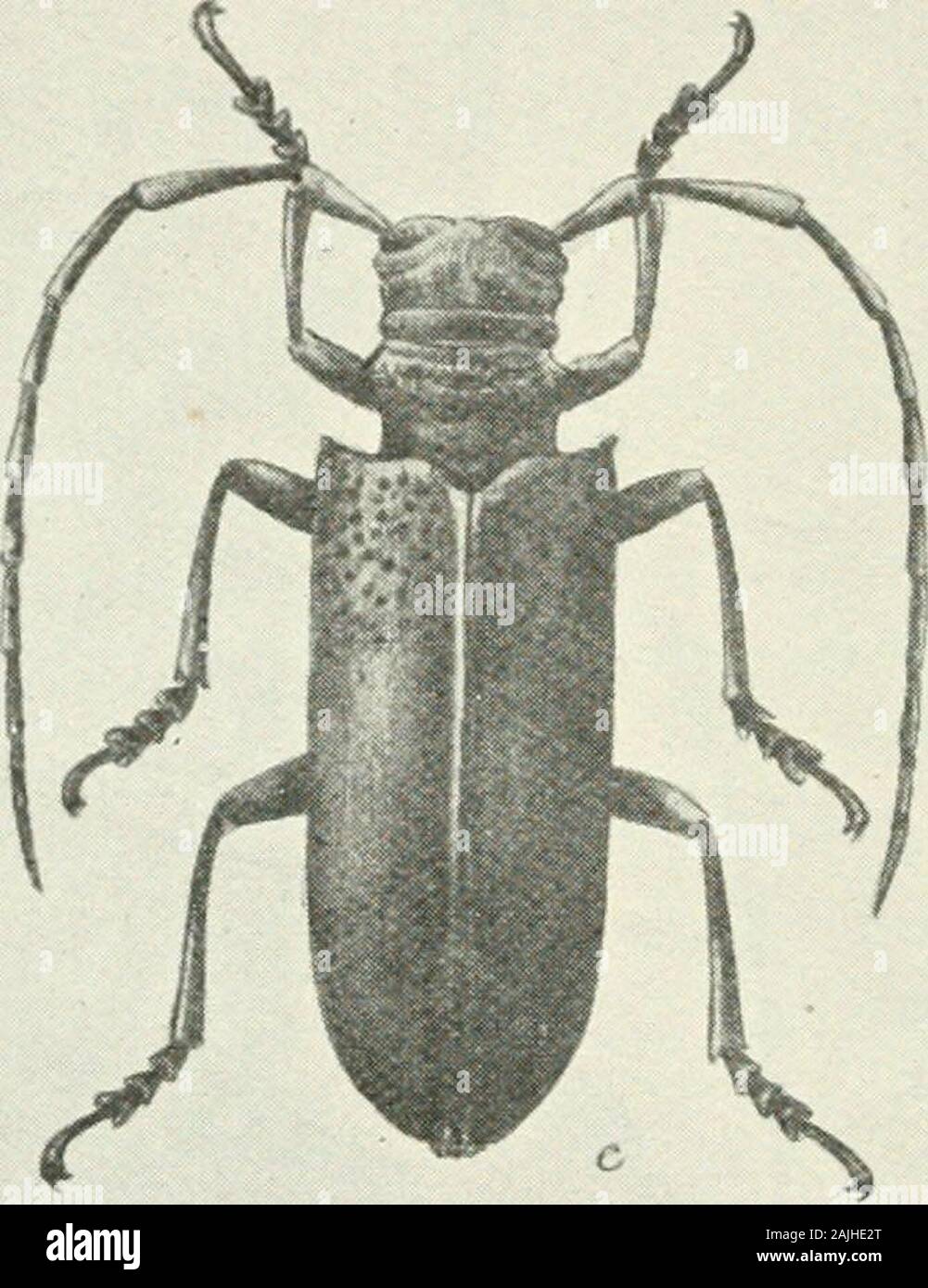 Indian forest insects of economic importance Coleoptera . FlG. 249 ...
