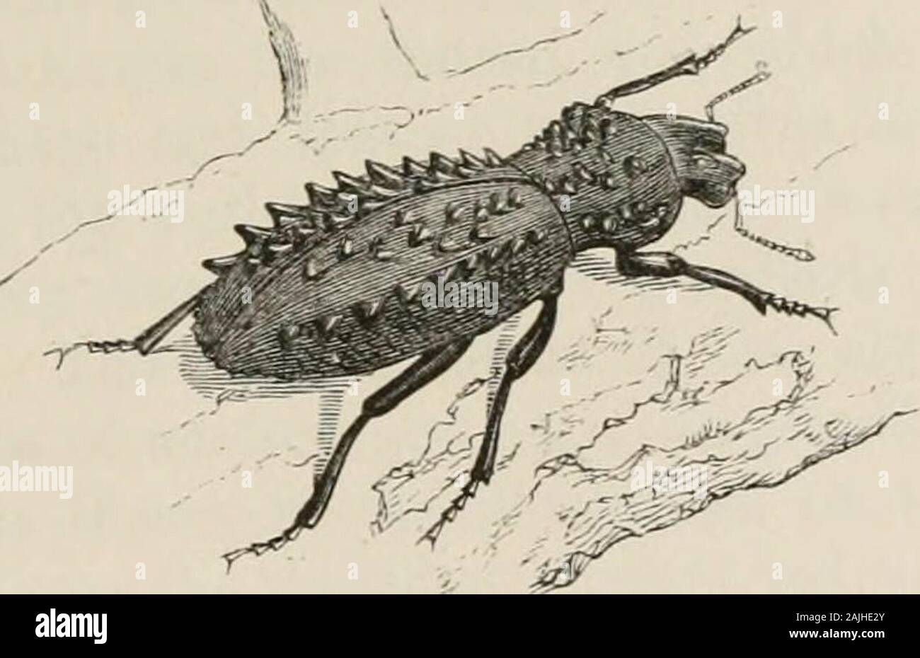 Beetles of the philippines hi-res stock photography and images - Alamy