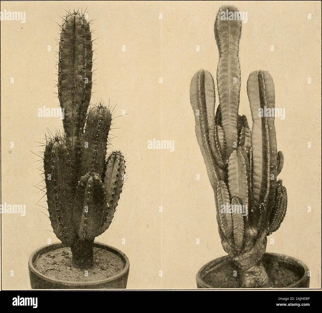 The Cactaceae : descriptions and illustrations of plants of the cactus ...