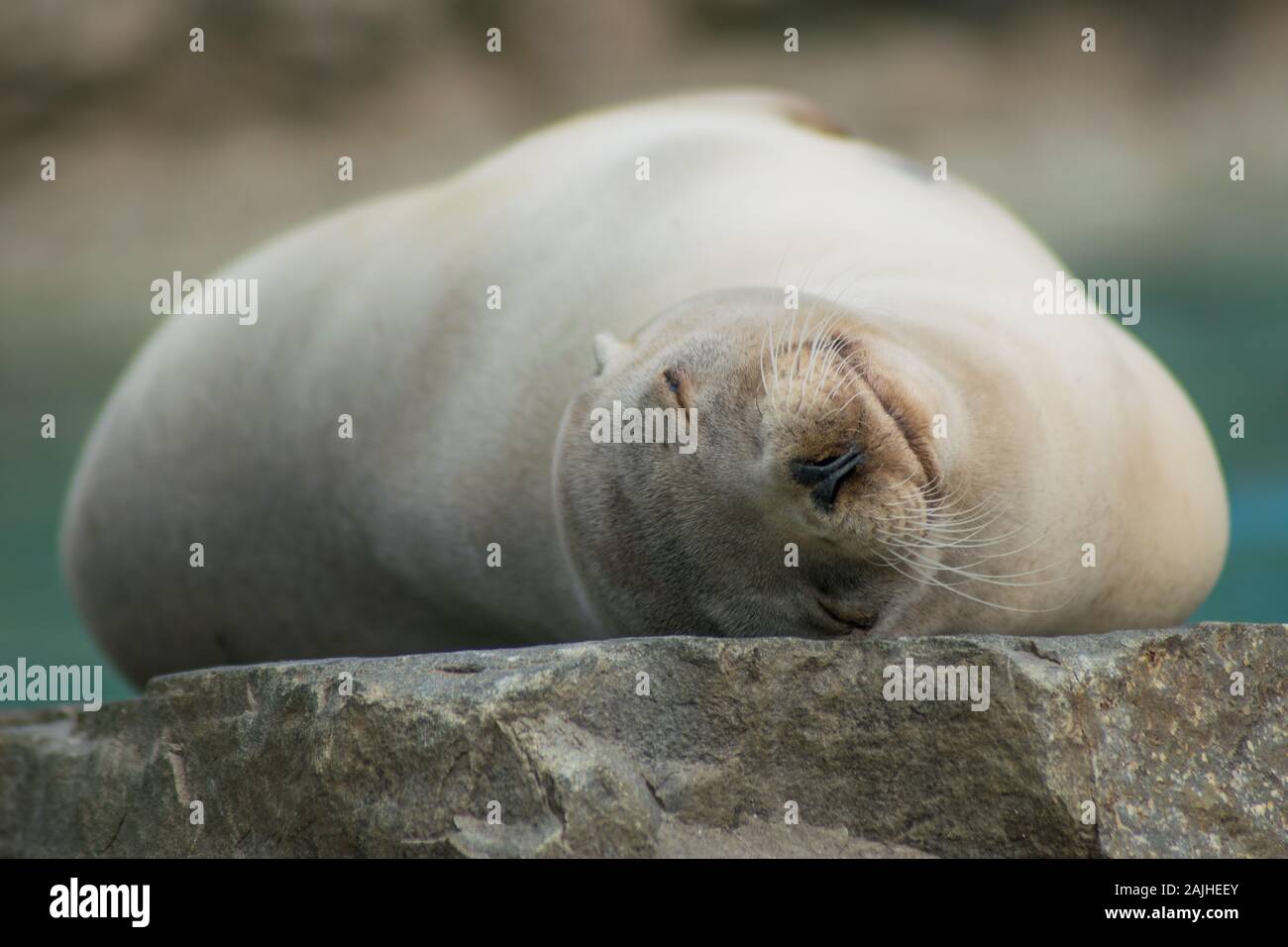 Californian fauna hi-res stock photography and images - Alamy
