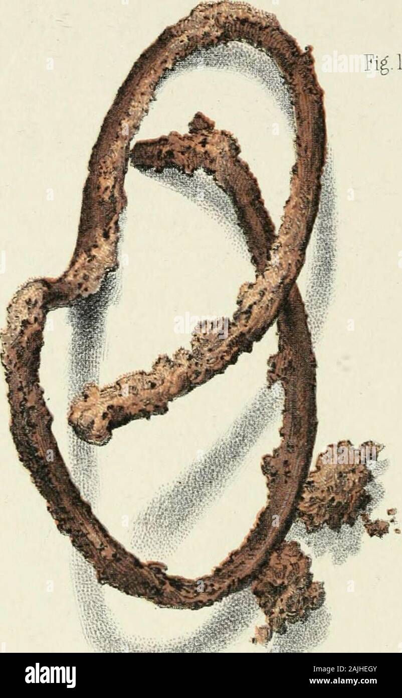 Grumous hi-res stock photography and images - Alamy