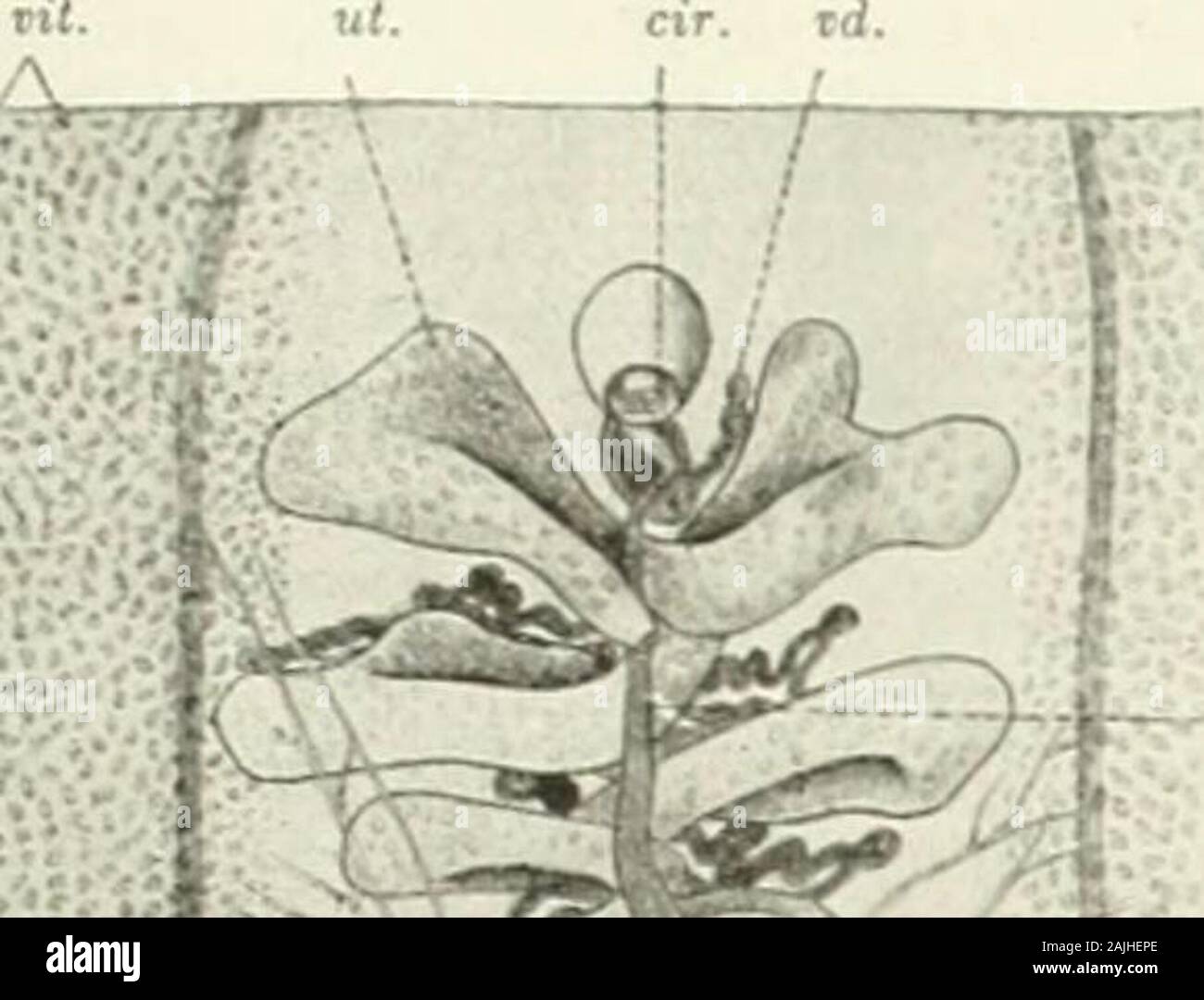 Receptaculum hi-res stock photography and images - Alamy