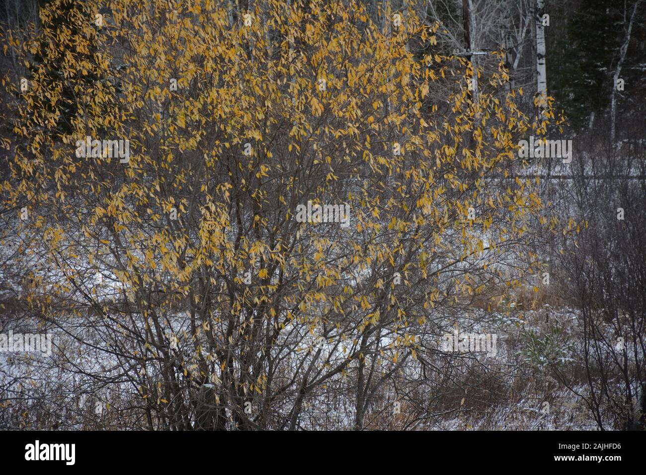 Small yellow leaves on small bush Stock Photo - Alamy