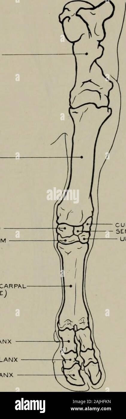 Modelling; a guide for teachers and students . HUME.RUS RADIUS ...
