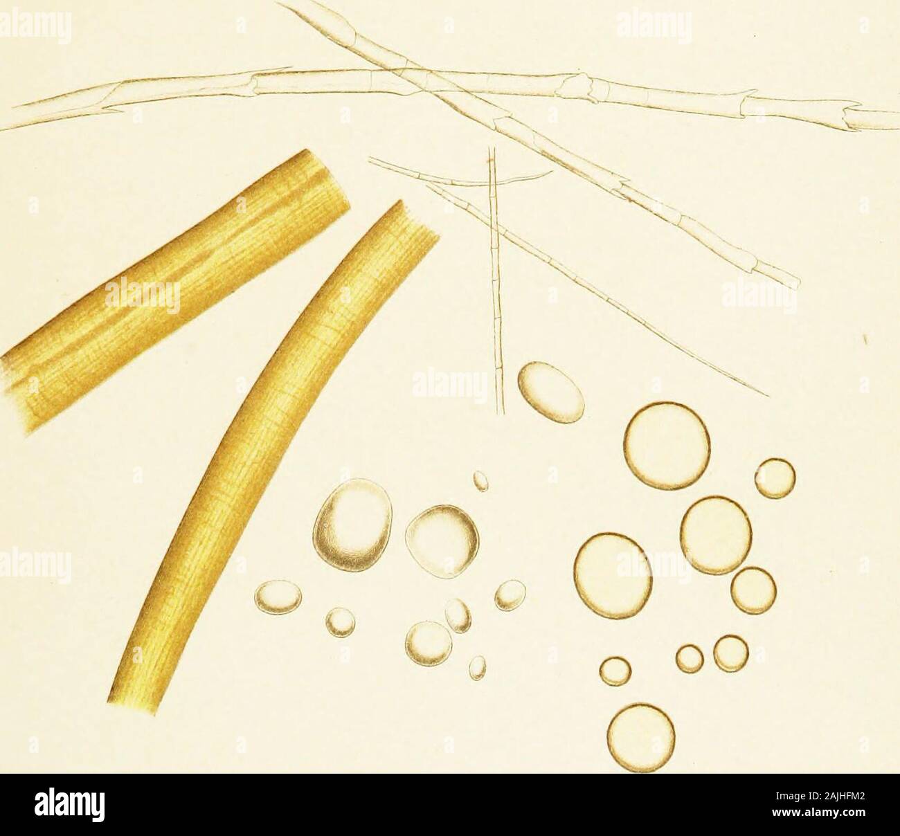 Atlas of urinary sediments; with special reference to their clinical ...