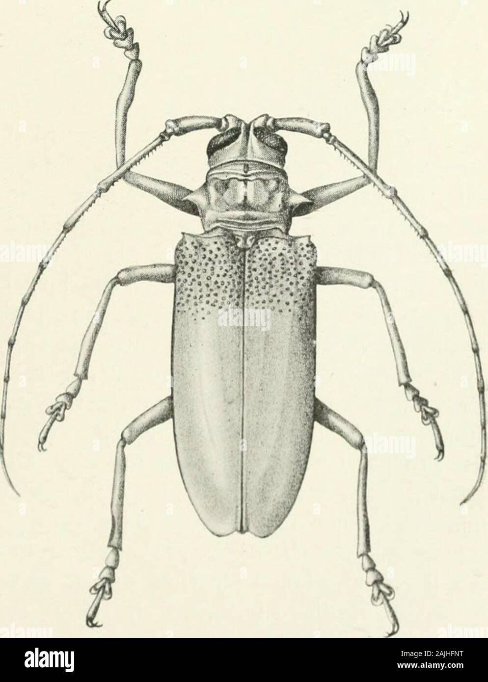 Indian forest insects of economic importance Coleoptera . Attacked ...