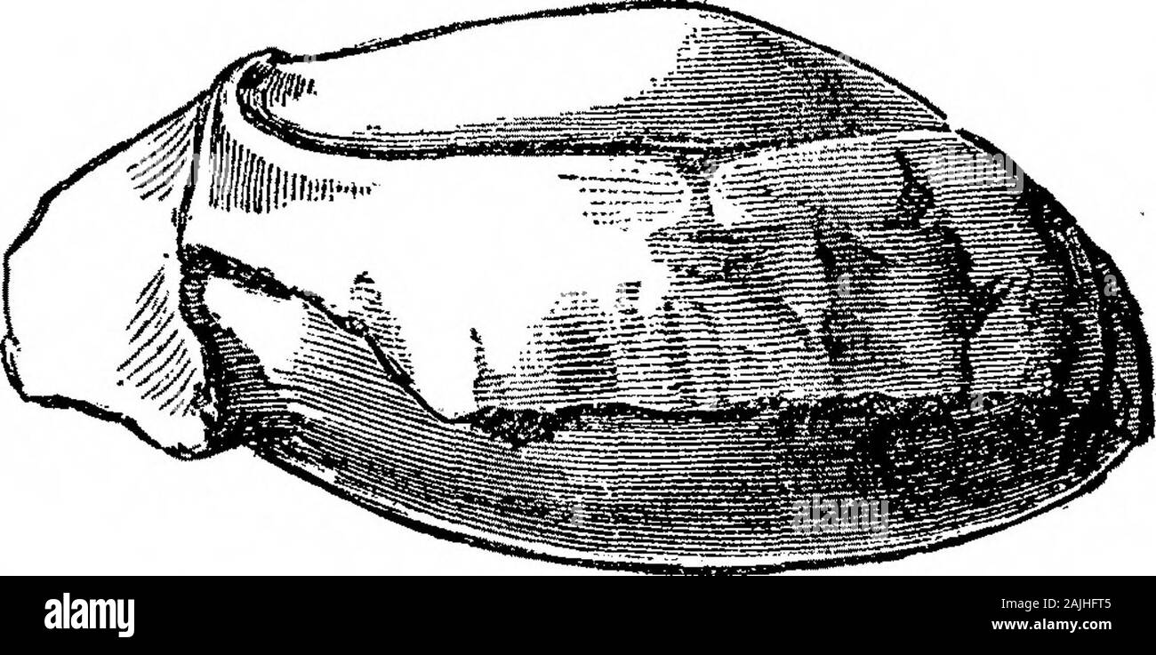 Researches on the Structure, Organization, and Classification of the ...