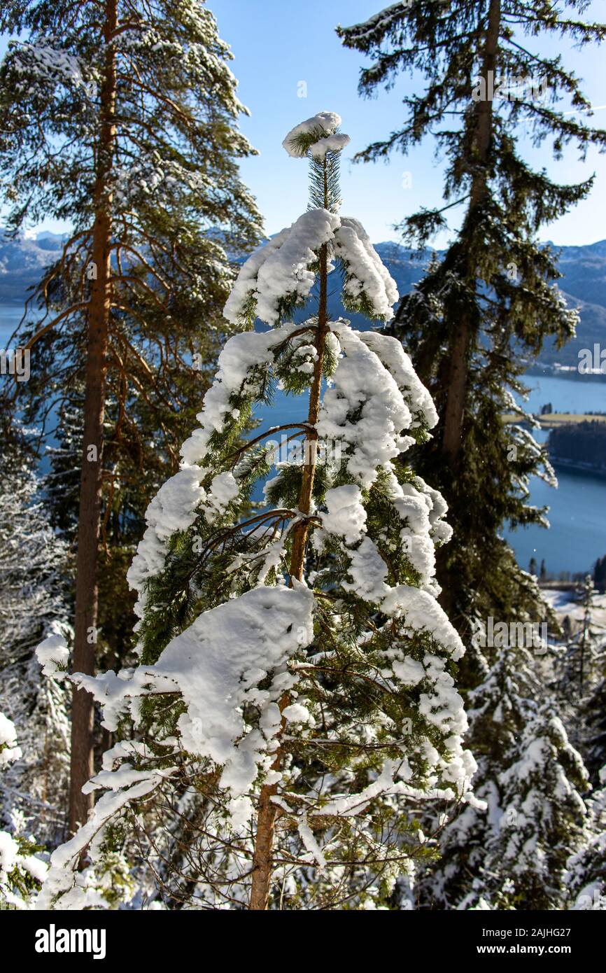 fur tree in fresh snow Stock Photo - Alamy