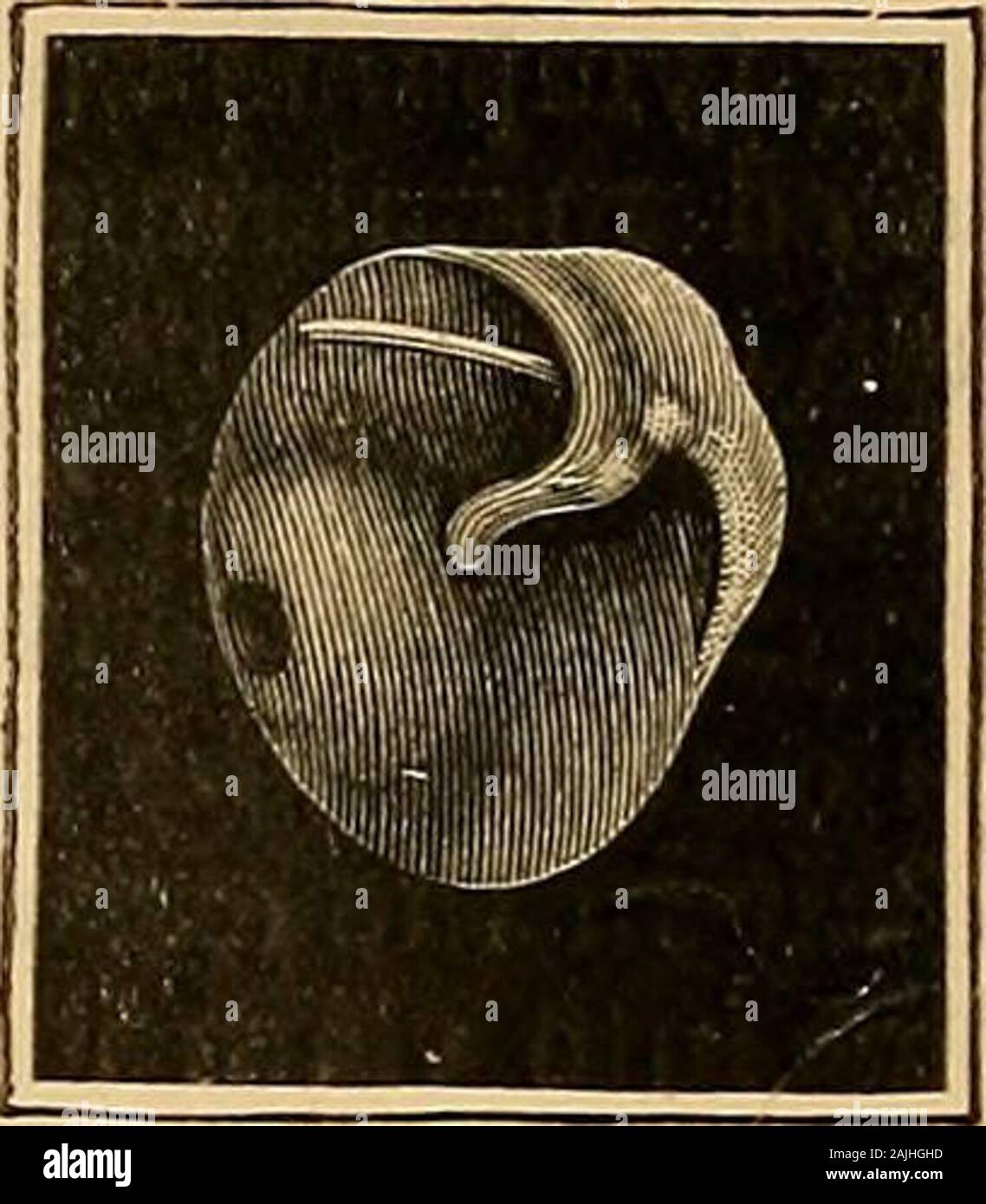 Stapedius muscle hi-res stock photography and images - Alamy