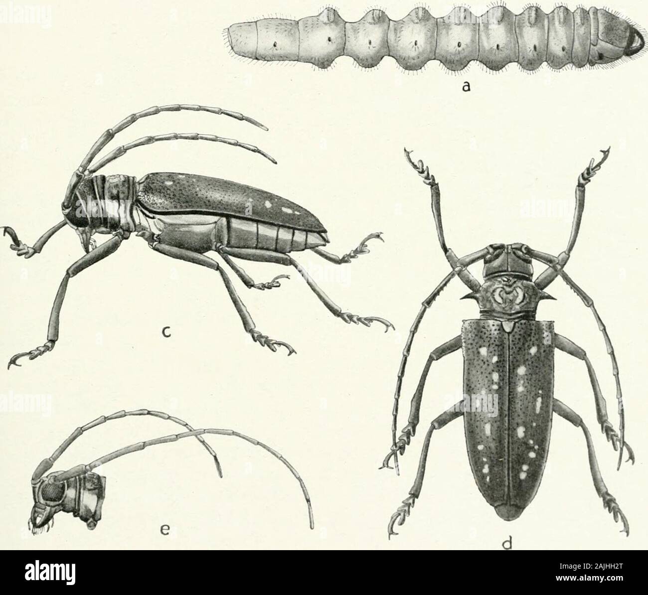 Indian forest insects economic importance hi-res stock photography and ...