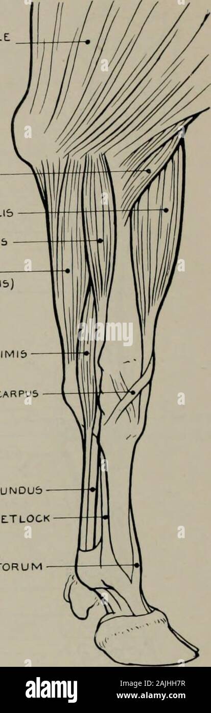 Modelling; a guide for teachers and students . SUPPLEMENTAL MUbCLEOF ...