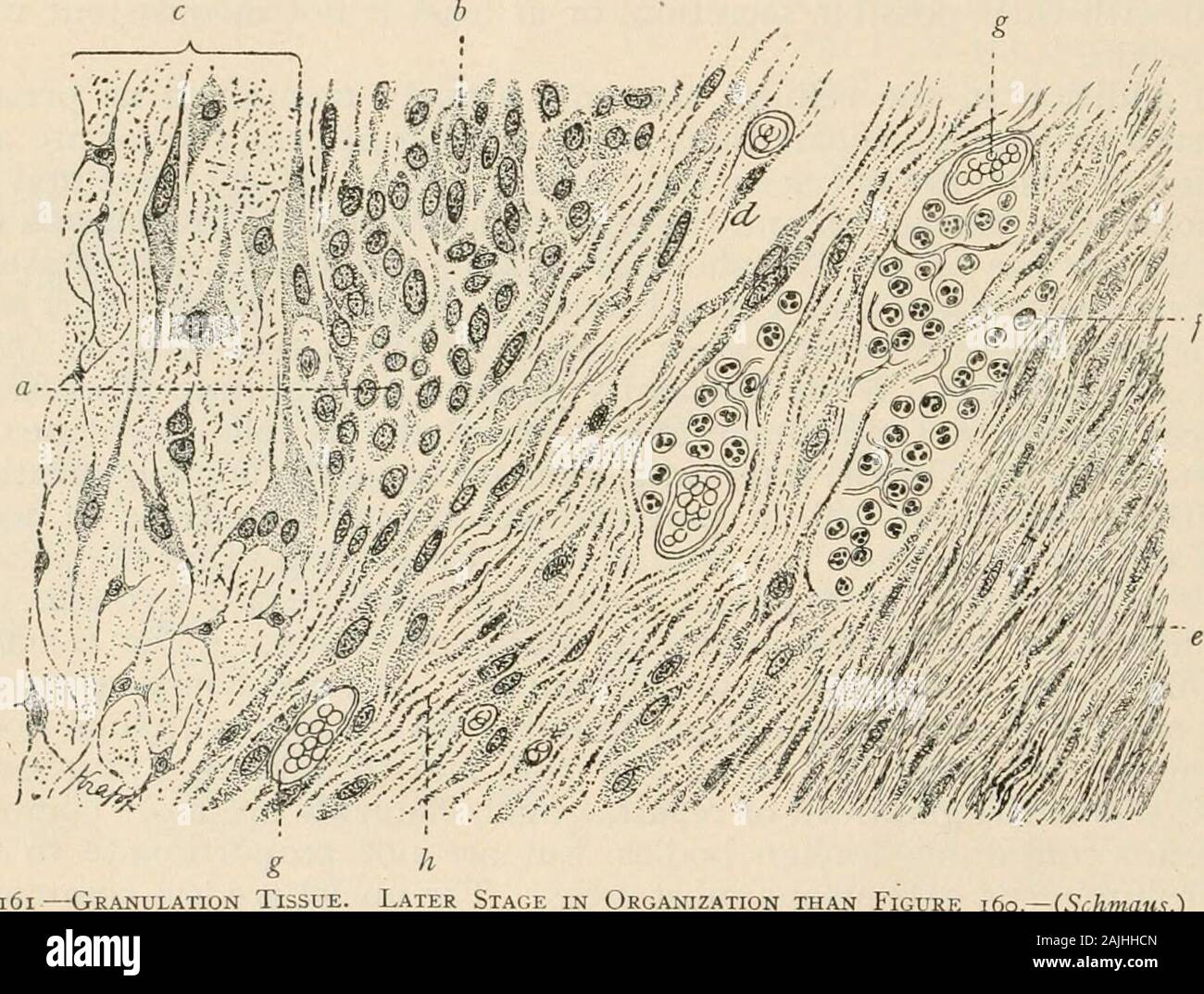 Ancestral cells hi-res stock photography and images - Alamy