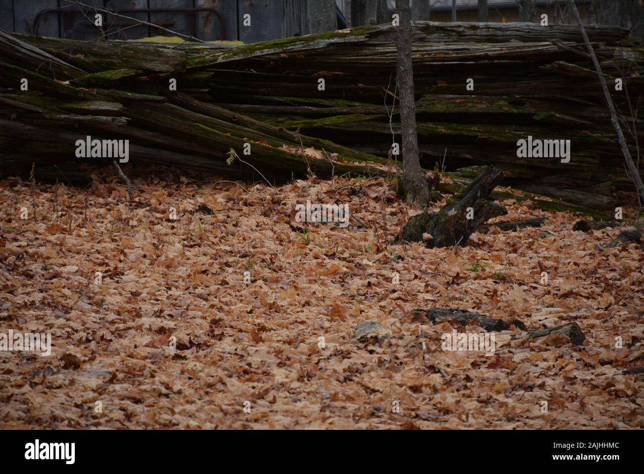 Wood lot and shack with fallen leaves Stock Photo - Alamy