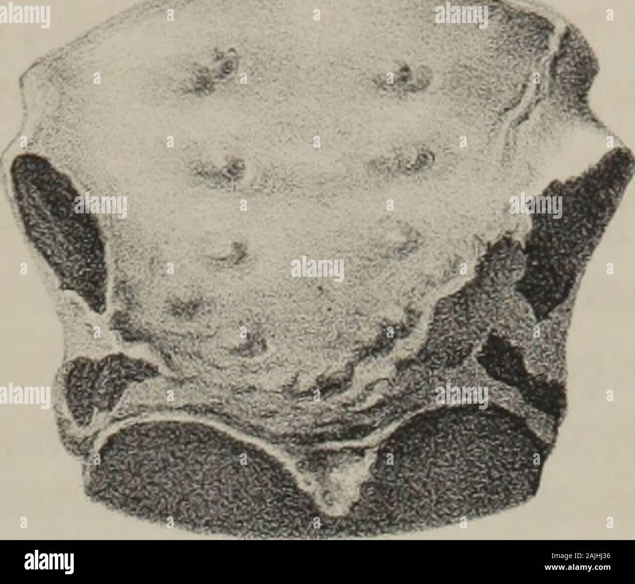 The principles and practice of obstetrics . Tip. 6 Stock Photo - Alamy
