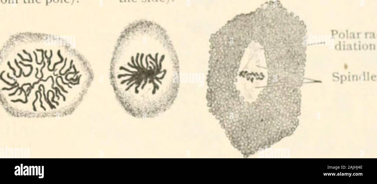 Manual of pathology : including bacteriology, the technic of ...