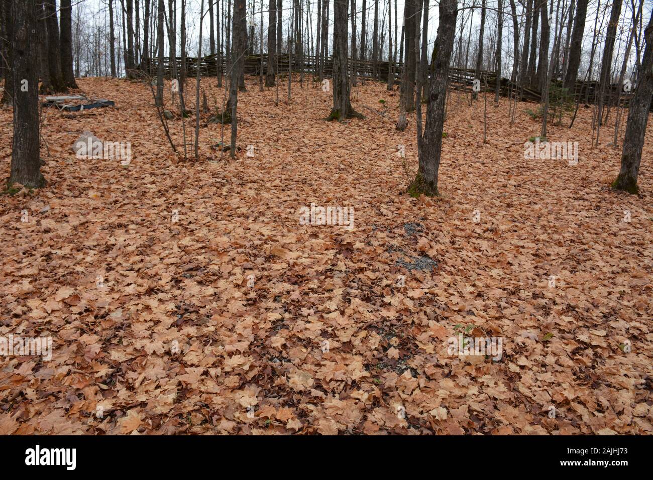 Wood lot and shack with fallen leaves Stock Photo - Alamy