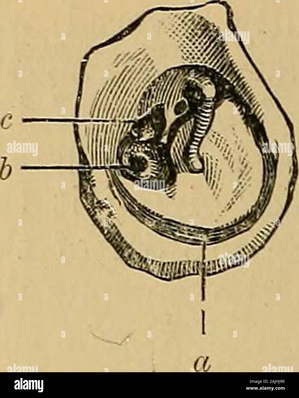 A text-book of the diseases of the ear for students and practitioners ...