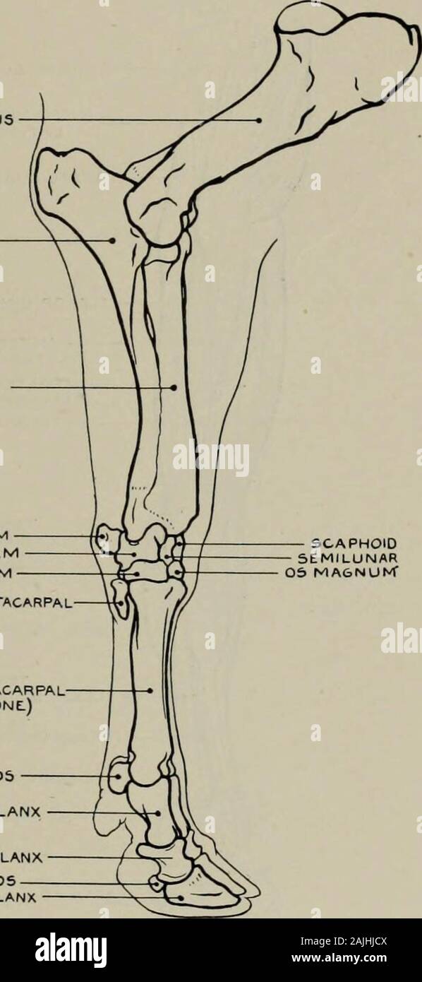 Modelling; a guide for teachers and students . HUMERUS ULNA RADIUS ...