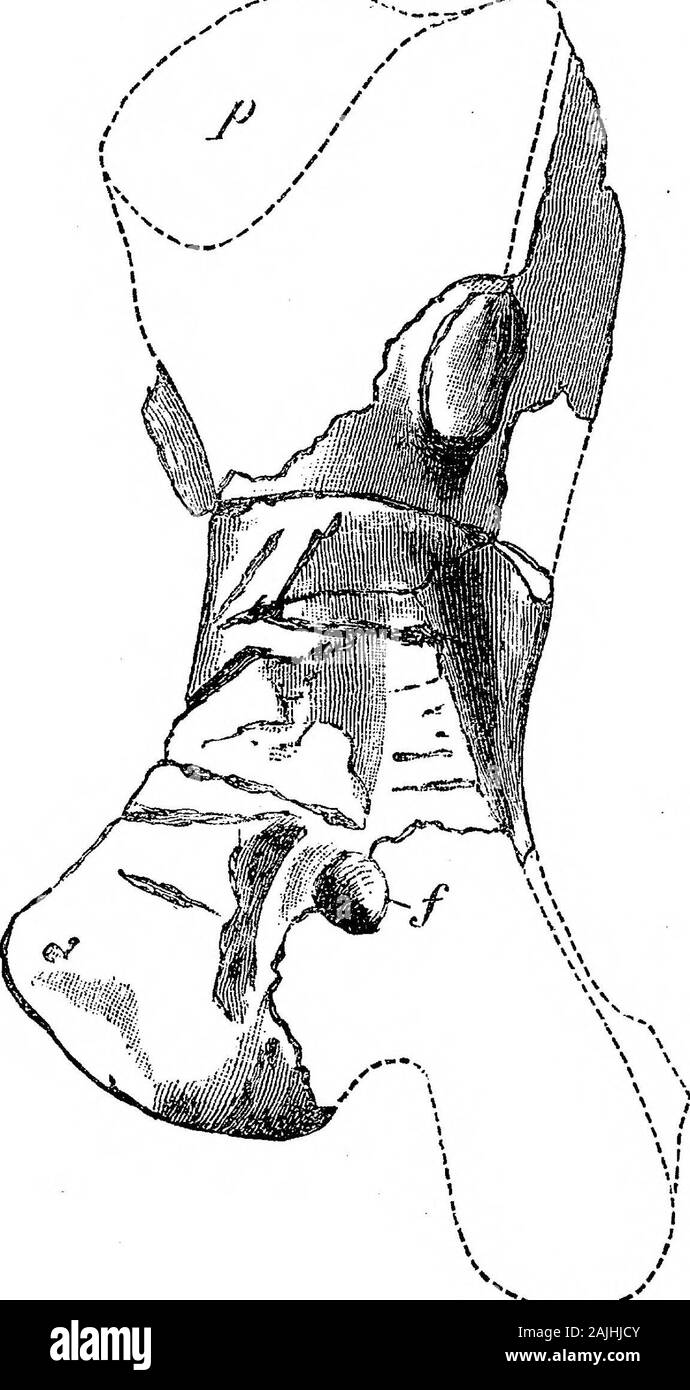 Rounded head crest Black and White Stock Photos & Images - Alamy