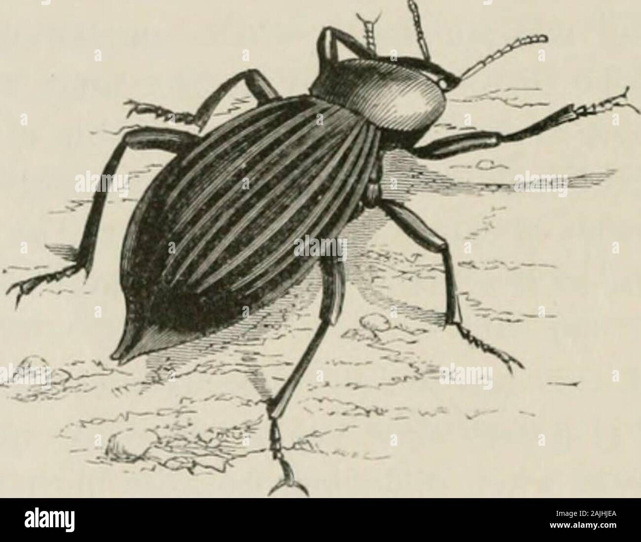 Zopherus hi-res stock photography and images - Alamy