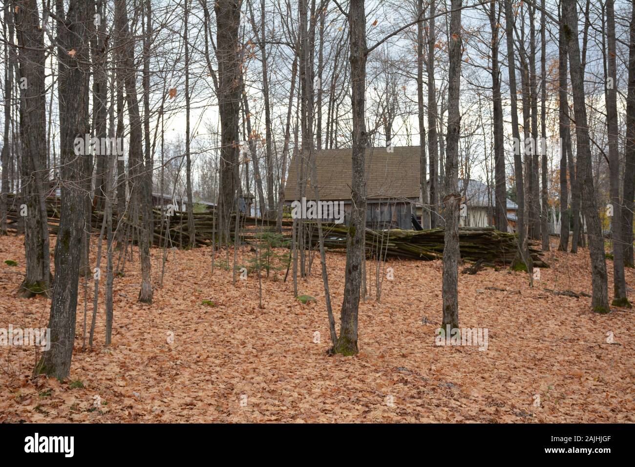Wood lot and shack with fallen leaves Stock Photo - Alamy
