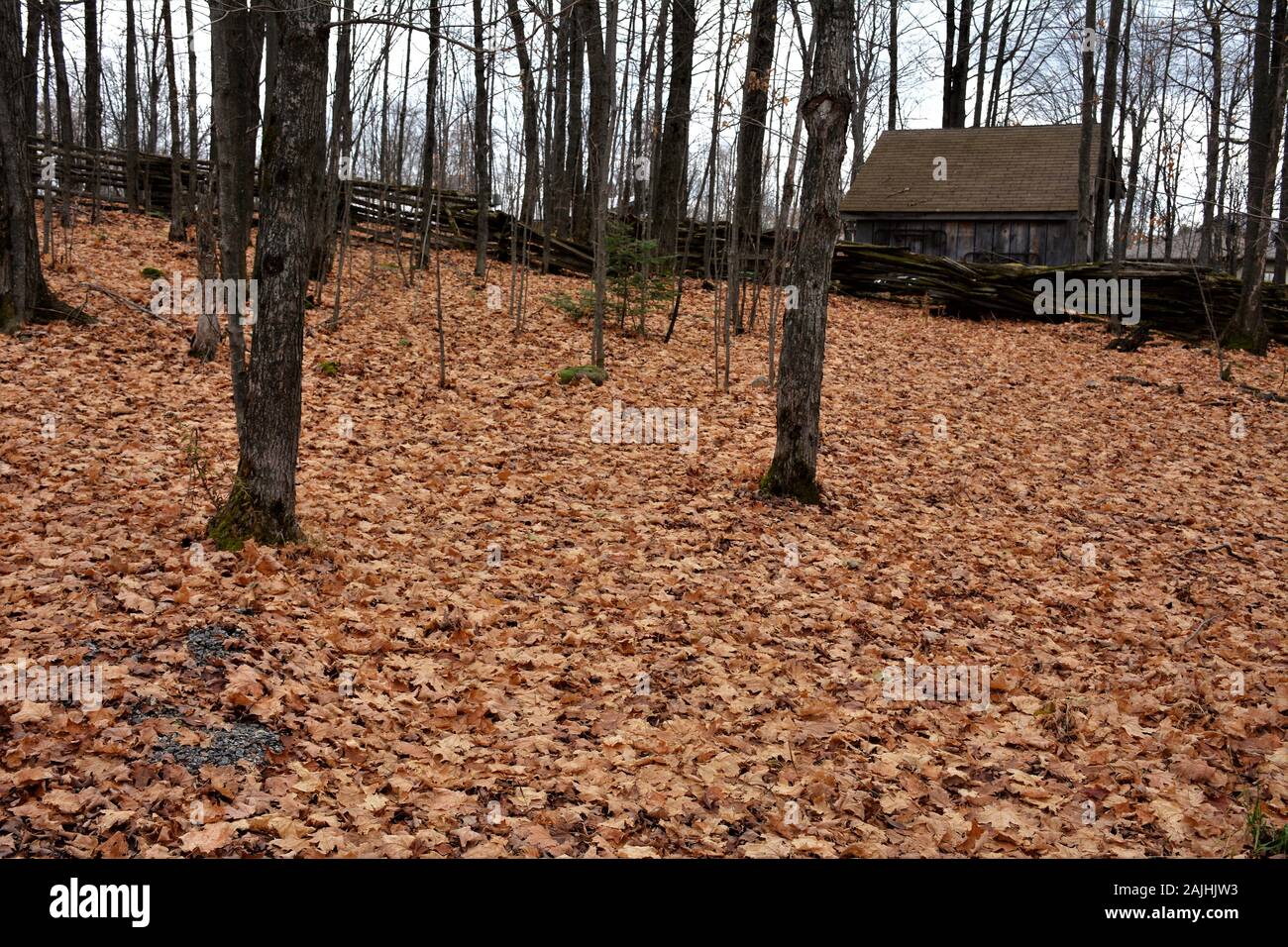Wood lot and shack with fallen leaves Stock Photo - Alamy