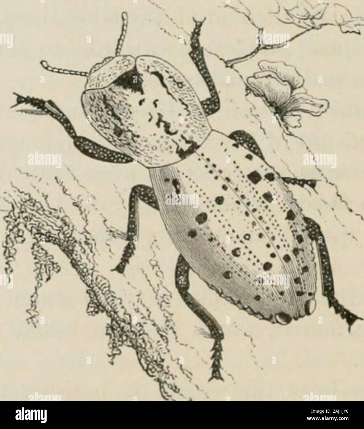 Zop High Resolution Stock Photography and Images - Alamy