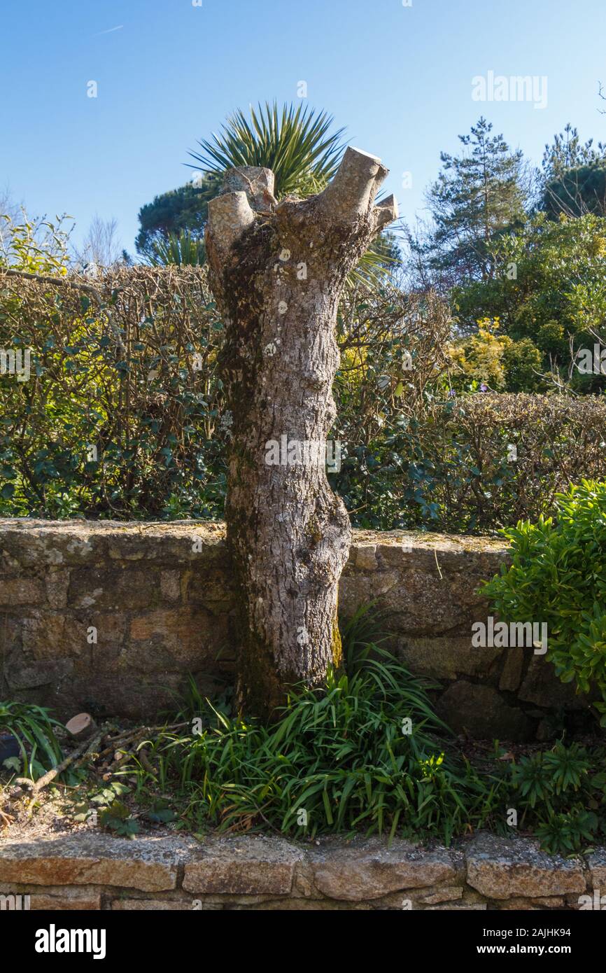 Trunk of a tree after trimming its branch at the beginning of spring ...
