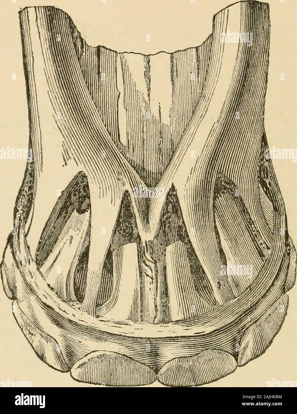 The exterior of the horse . ent. Borders.—The internal border is ...