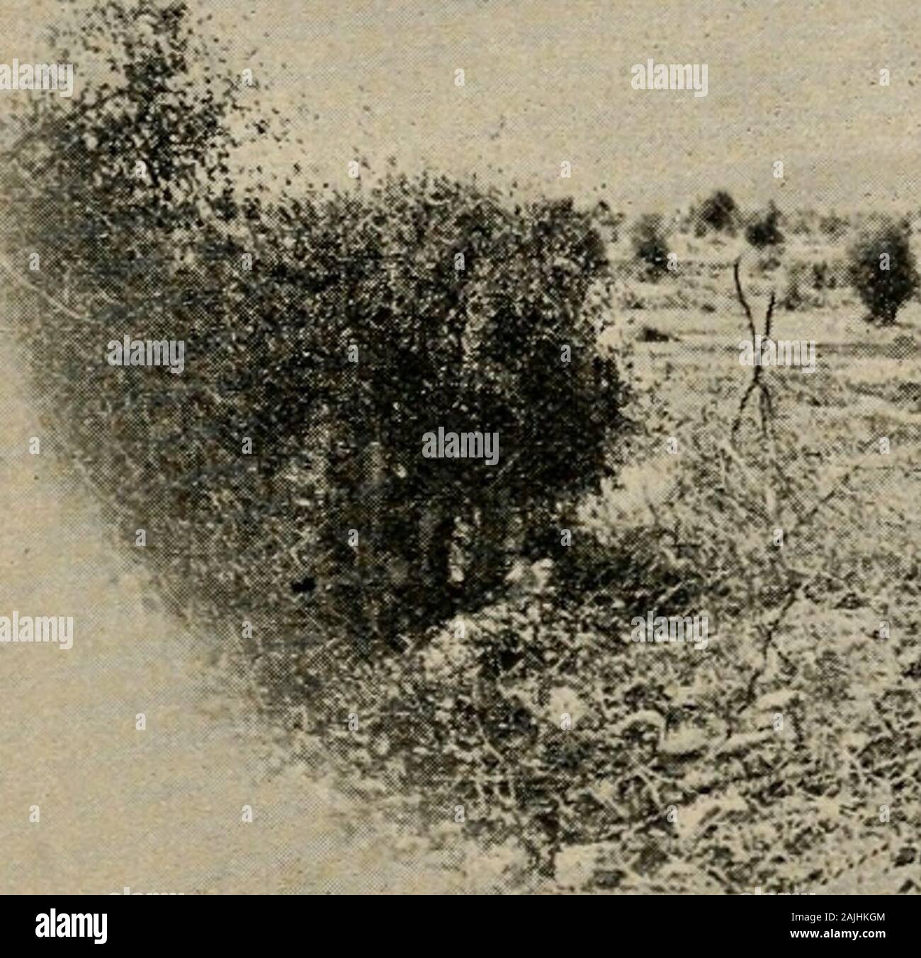 Jareb Dauplaise Wendys Commercial