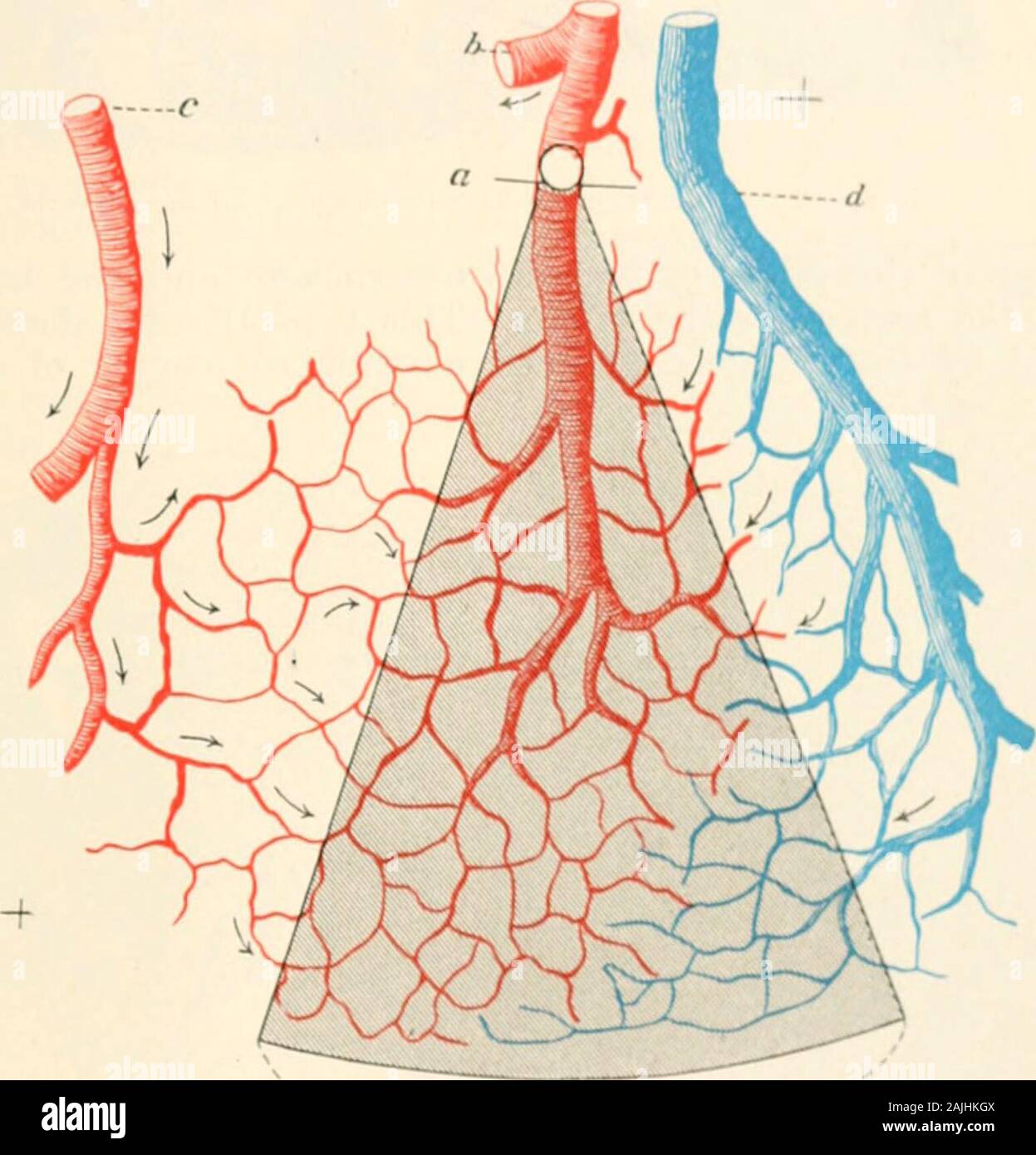 Collateral Circulation High Resolution Stock Photography and Images - Alamy
