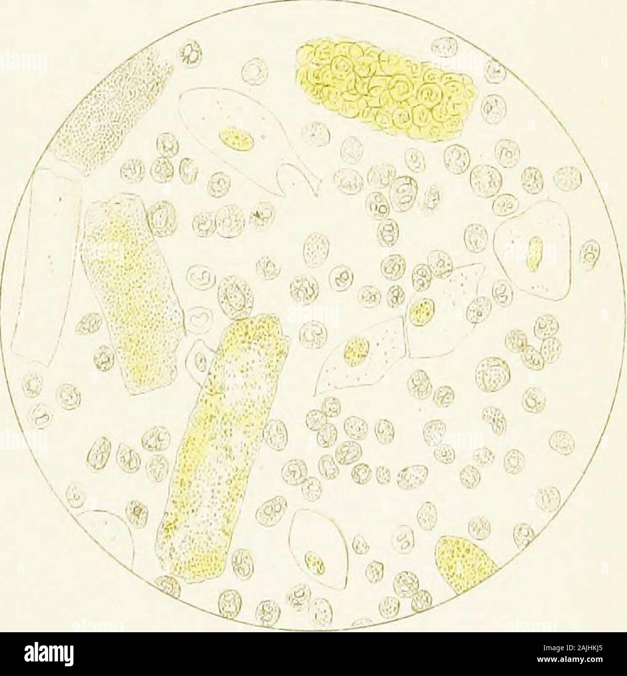 Leucocytes hi-res stock photography and images - Alamy