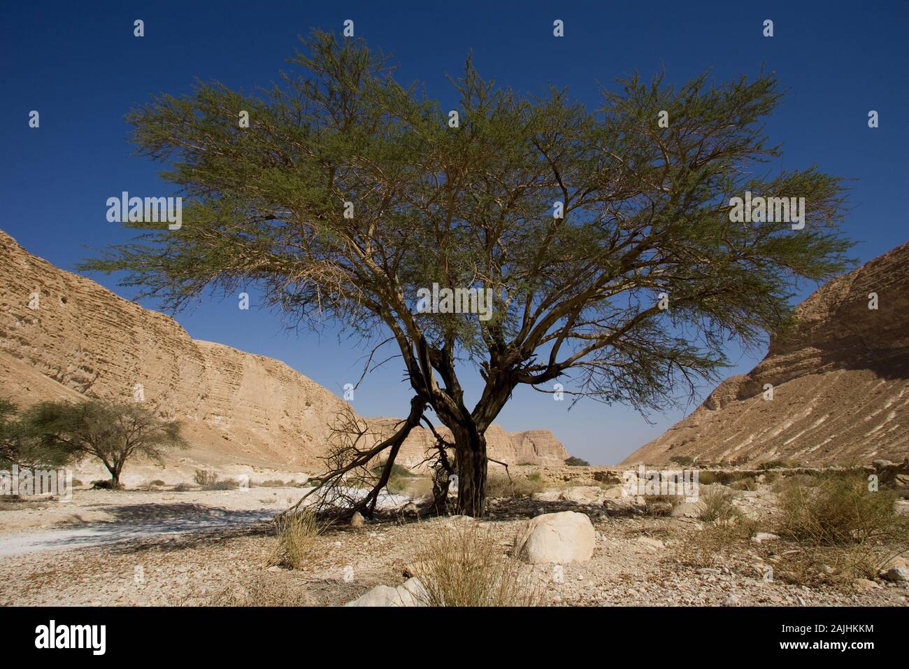 Acacia tree in the deserts of Israel Stock Photo - Alamy