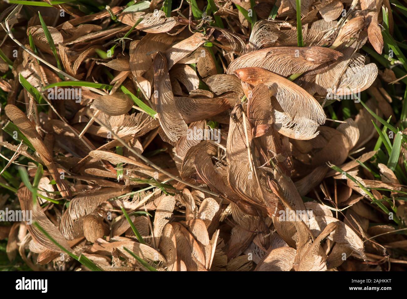 Fallen Maple Seeds High Resolution Stock Photography and Images - Alamy