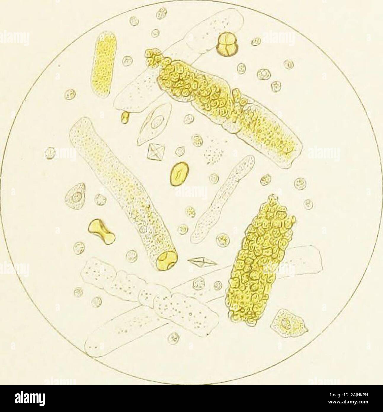 Atlas of urinary sediments; with special reference to their clinical ...