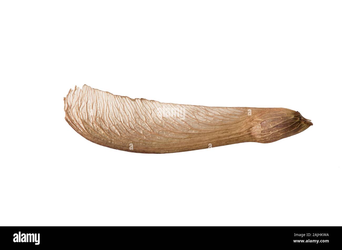 Closeup of a Single maple seed isolated on white Stock Photo - Alamy