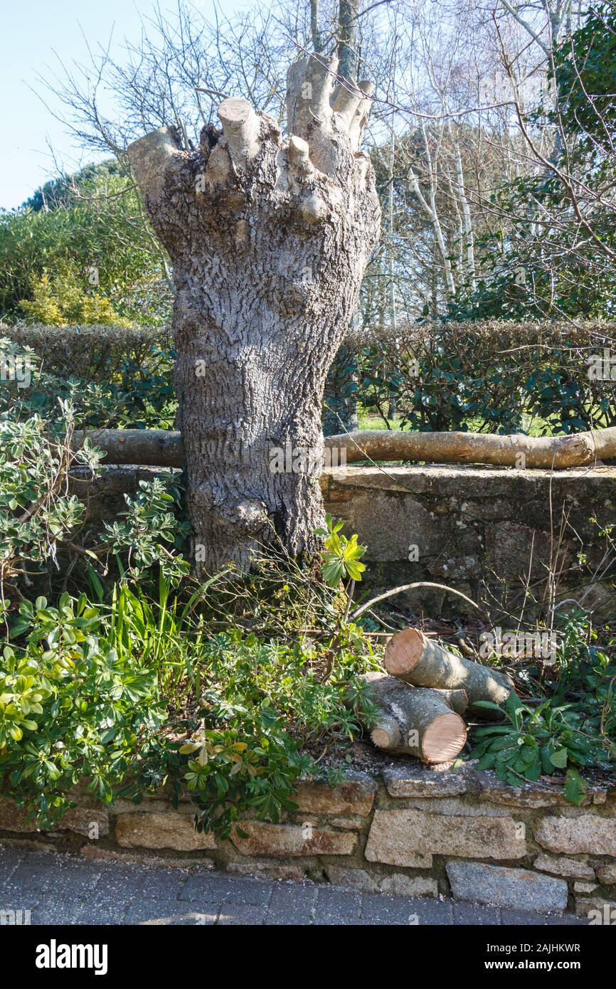 Trunk of a tree after trimming its branch at the end of winter Stock ...