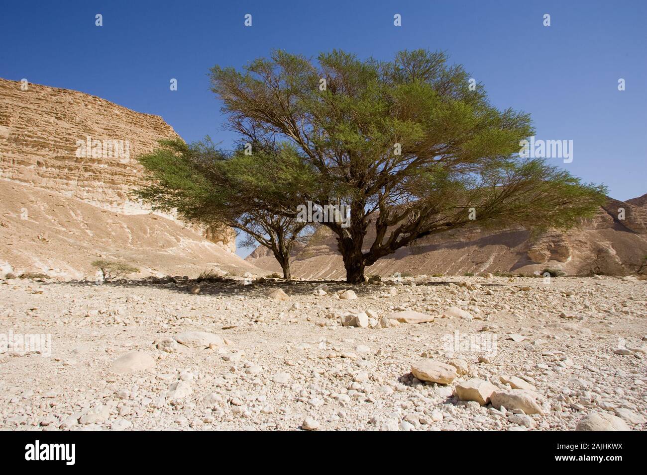Acacia tree in the deserts of Israel Stock Photo - Alamy