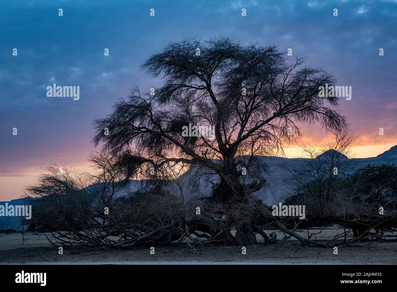 Acacia tree in the deserts of Israel Stock Photo - Alamy