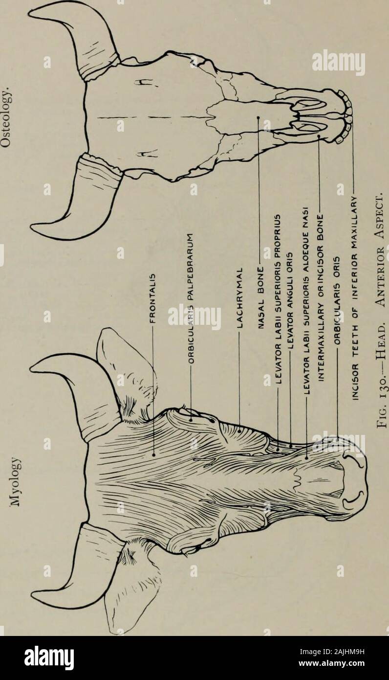Modelling; a guide for teachers and students . INFERIOR MAXILLARY BONE ...