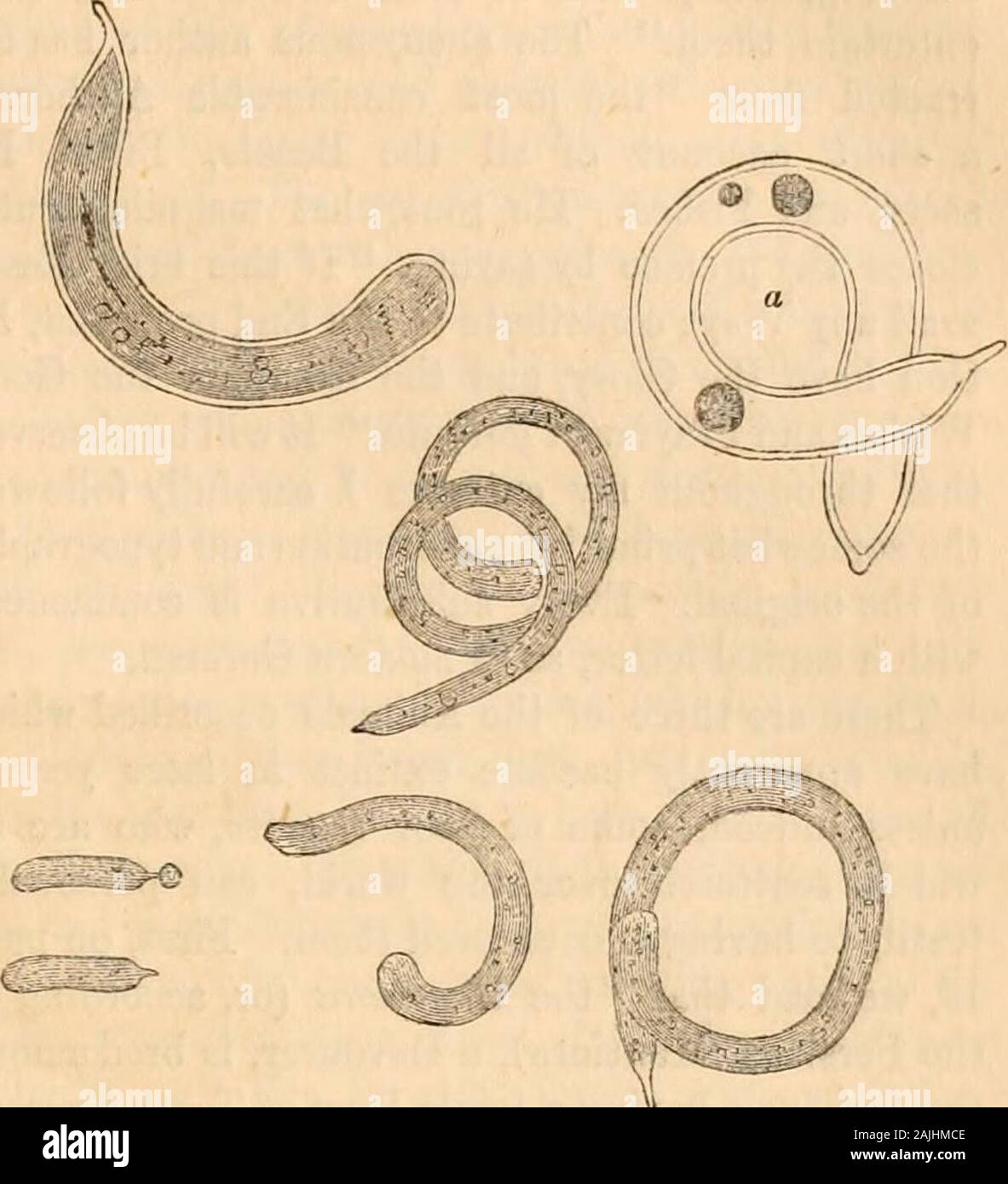 Ophiocytium hi-res stock photography and images - Alamy