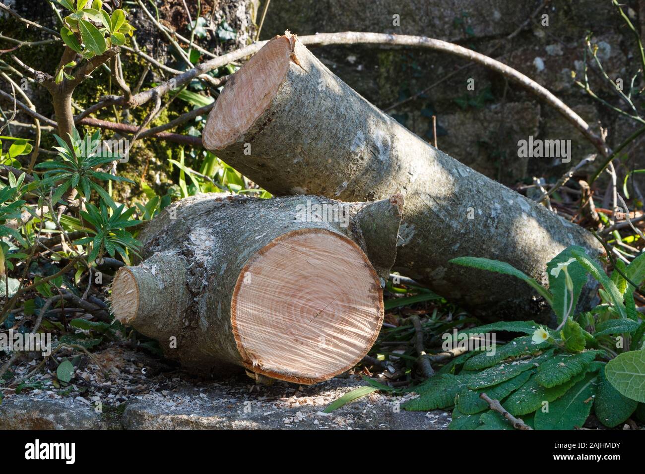 Wood logs in a garden after trimming a tree Stock Photo - Alamy