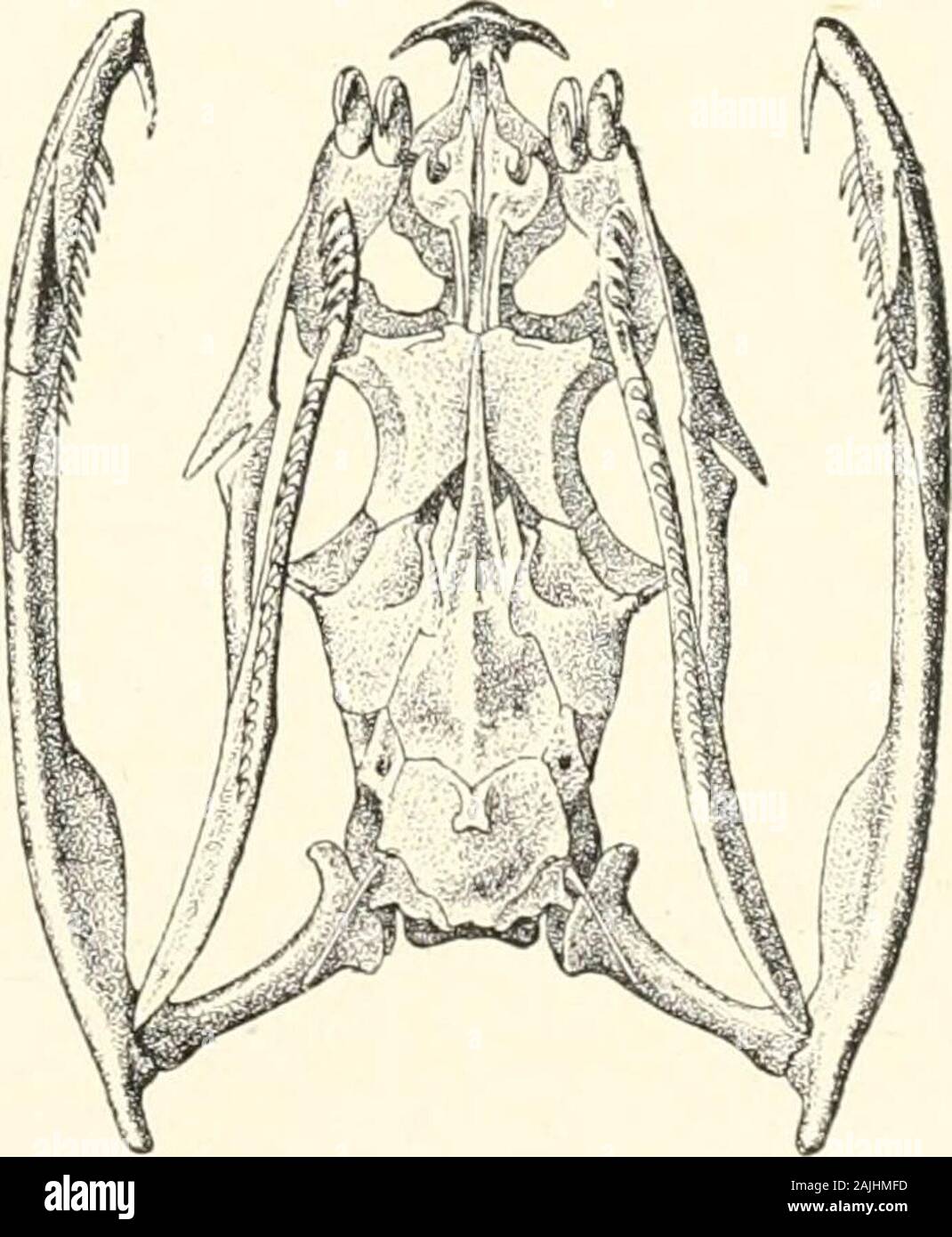 Long and narrow skull hi-res stock photography and images - Alamy