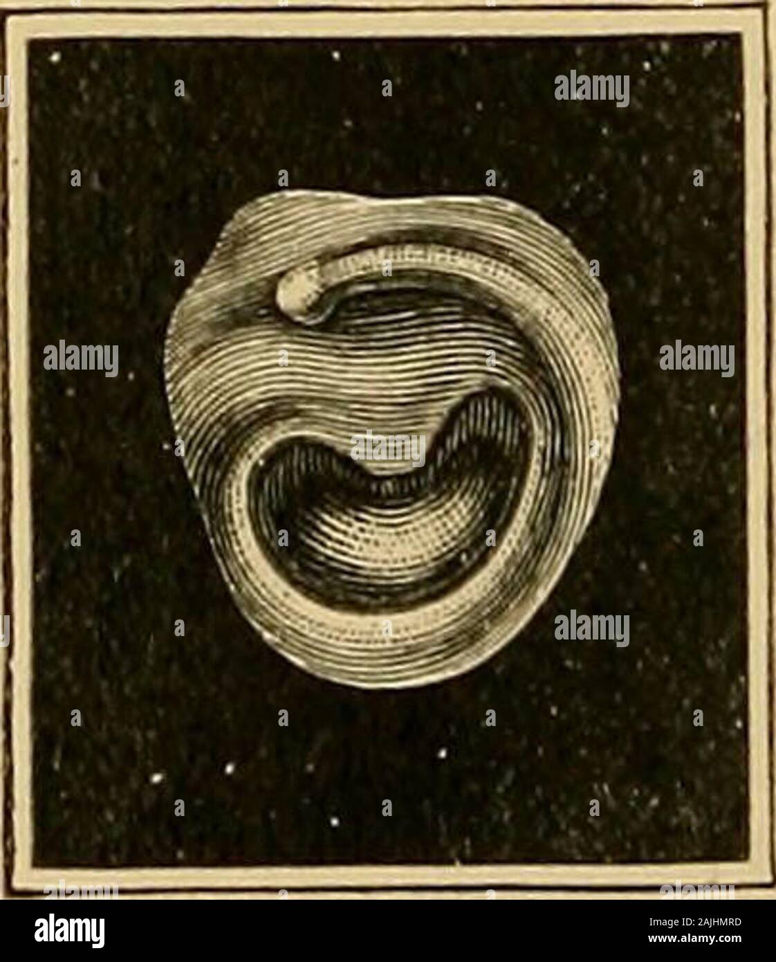 A text-book of the diseases of the ear for students and practitioners ...