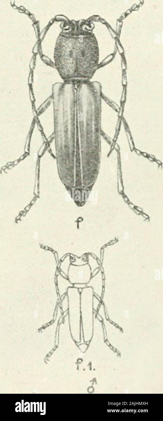 Himalaya insects hi-res stock photography and images - Alamy