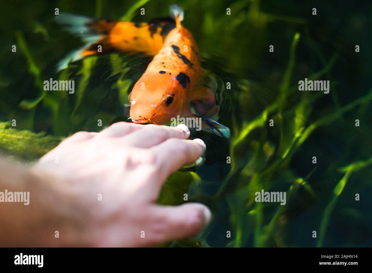 colourful kois fish eating from hand orange and black Stock Photo - Alamy
