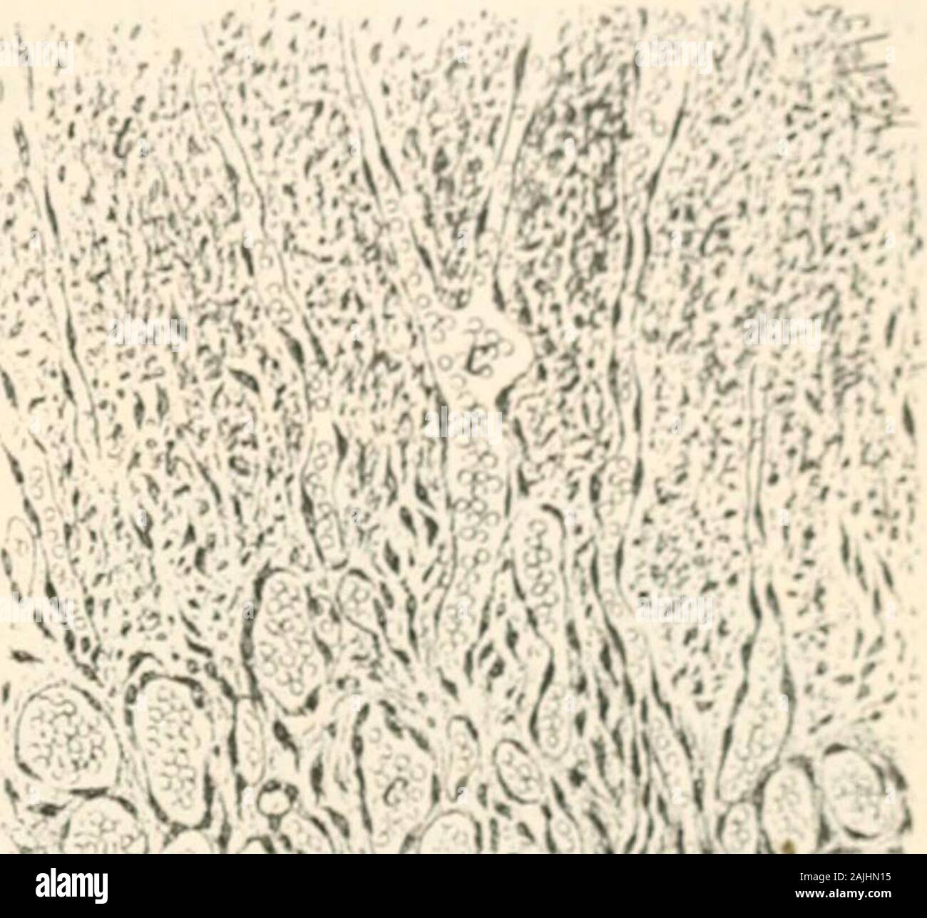 Manual of pathology : including bacteriology, the technic of ...