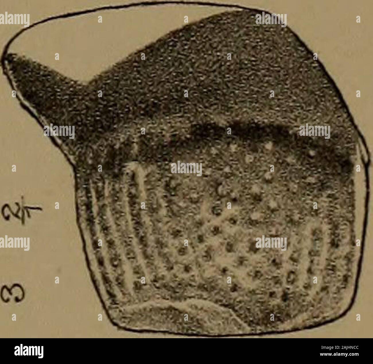 Two measures of tooth hi-res stock photography and images - Alamy