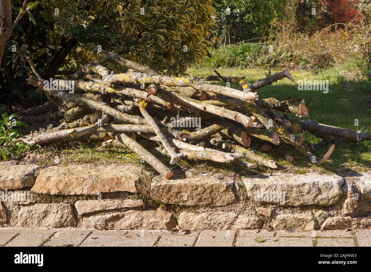 Trimming a tree hi-res stock photography and images - Alamy