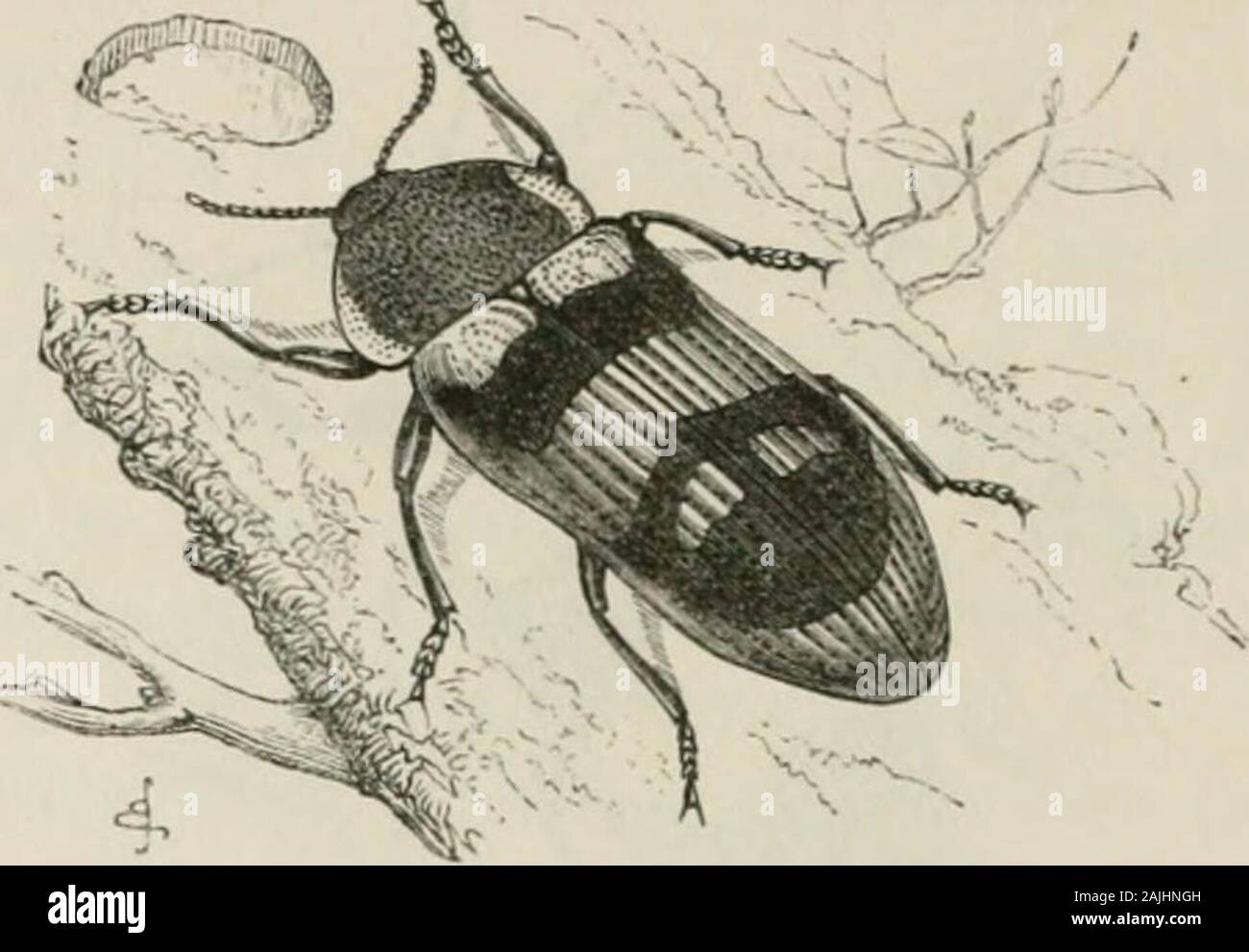 Buprestides hi-res stock photography and images - Alamy